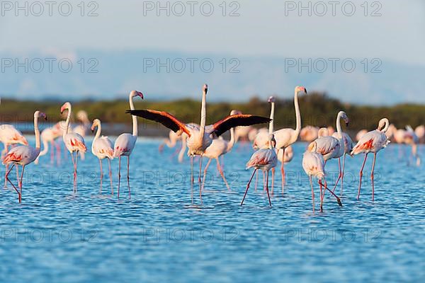 European Flamingo, - Photo12-imageBROKER-Raimund Linke