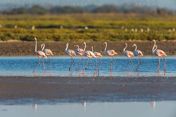 European Flamingo, - Photo12-imageBROKER-Raimund Linke