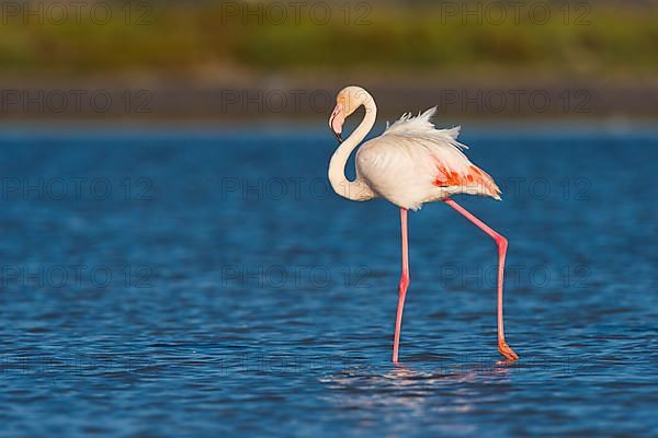 European Flamingo, - Photo12-imageBROKER-Raimund Linke