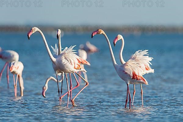 European Flamingo, - Photo12-imageBROKER-Raimund Linke