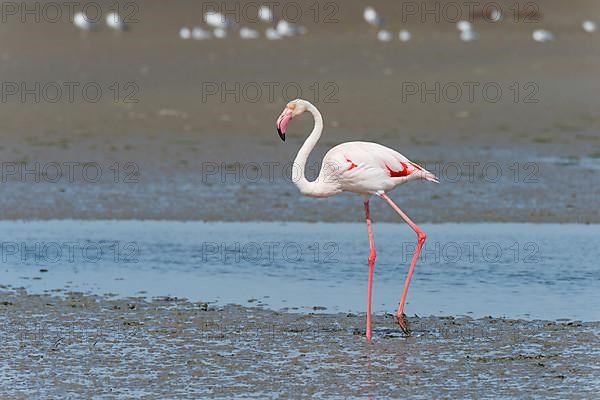European Flamingo, - Photo12-imageBROKER-Raimund Linke
