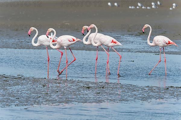 European Flamingo, - Photo12-imageBROKER-Raimund Linke