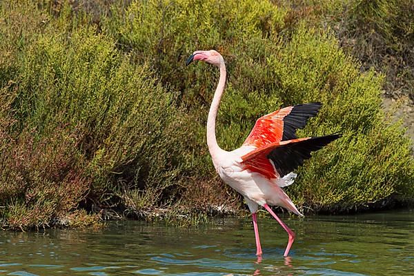European Flamingo, - Photo12-imageBROKER-Raimund Linke