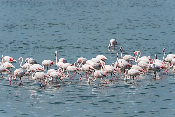 European Flamingo, - Photo12-imageBROKER-Raimund Linke
