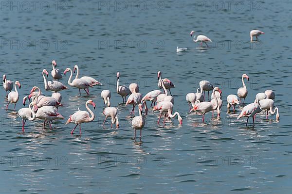 European Flamingo, - Photo12-imageBROKER-Raimund Linke