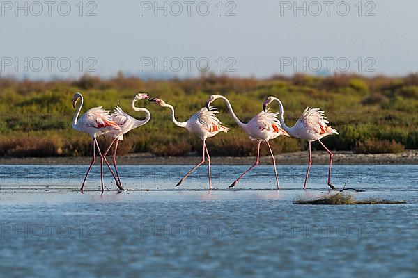 European Flamingo, - Photo12-imageBROKER-Raimund Linke