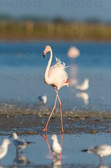 European Flamingo, - Photo12-imageBROKER-Raimund Linke