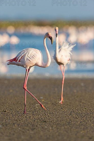 European Flamingo, - Photo12-imageBROKER-Raimund Linke
