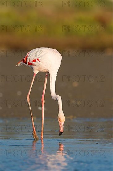 European Flamingo, - Photo12-imageBROKER-Raimund Linke