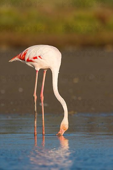 European Flamingo, - Photo12-imageBROKER-Raimund Linke