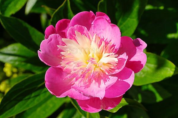 Flower of the peony, - Photo12-imageBROKER-Wilfried Wirth