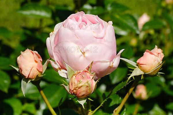 Shrub rose, - Photo12-imageBROKER-Wilfried Wirth