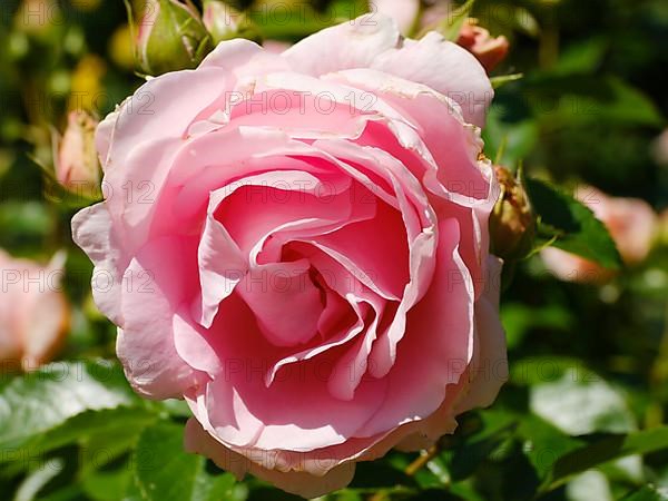 Shrub rose, - Photo12-imageBROKER-Wilfried Wirth