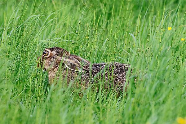 European hare, - Photo12-imageBROKER-Justus de Cuveland