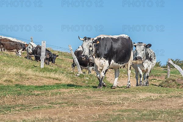 Cows of Vosges breed, Alsace - Photo12-imageBROKER-ncphoto