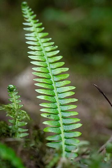 Macro shot fern, Black Forest - Photo12-imageBROKER-Manuel Kamuf