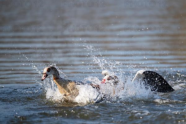 Two Egyptian Geese Fighting, Lake Uemmingen - Photo12-imageBROKER ...