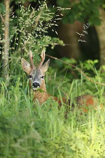 European roe deer, - Photo12-imageBROKER-Dieter Hopf