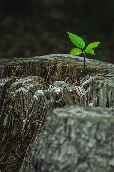Birth of a new tree in a stump, Black Forest - Photo12-imageBROKER ...