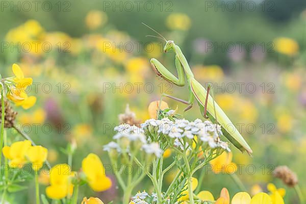 Praying mantis, - Photo12-imageBROKER-ncphoto