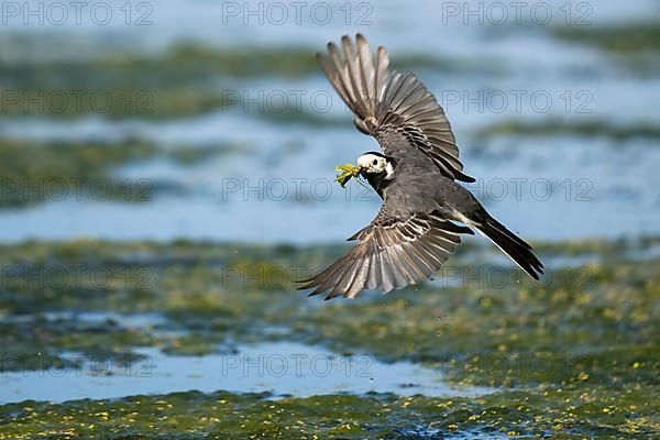 White wagtail, - Photo12-imageBROKER-Wilfried Martin