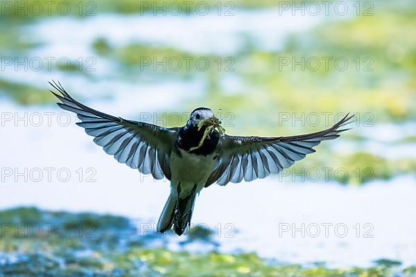 White wagtail, - Photo12-imageBROKER-Wilfried Martin