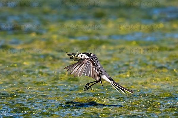 White wagtail, - Photo12-imageBROKER-Wilfried Martin
