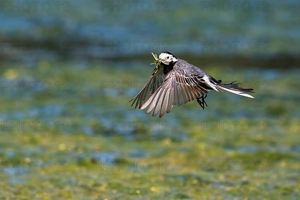 White wagtail, - Photo12-imageBROKER-Wilfried Martin