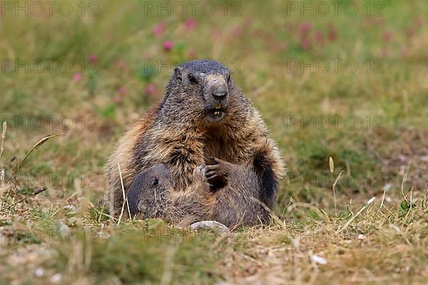 Alpine marmot, - Photo12-imageBROKER-Franz Christoph Robiller