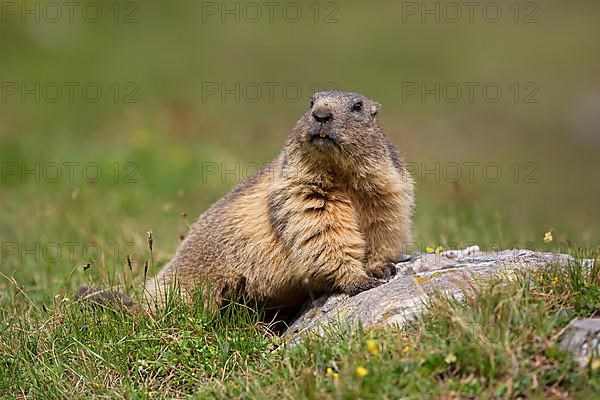 Alpine marmot, - Photo12-imageBROKER-Franz Christoph Robiller