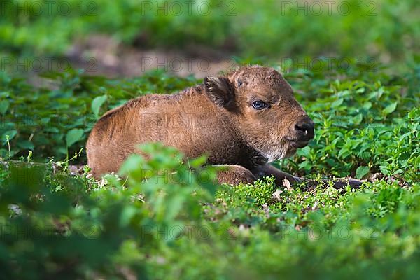 European Bison, - Photo12-imageBROKER-Raimund Linke