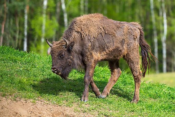 European Bison, - Photo12-imageBROKER-Raimund Linke