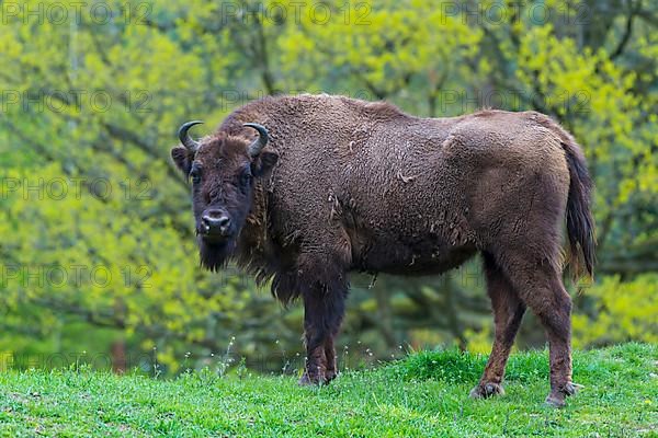 European Bison, - Photo12-imageBROKER-Raimund Linke