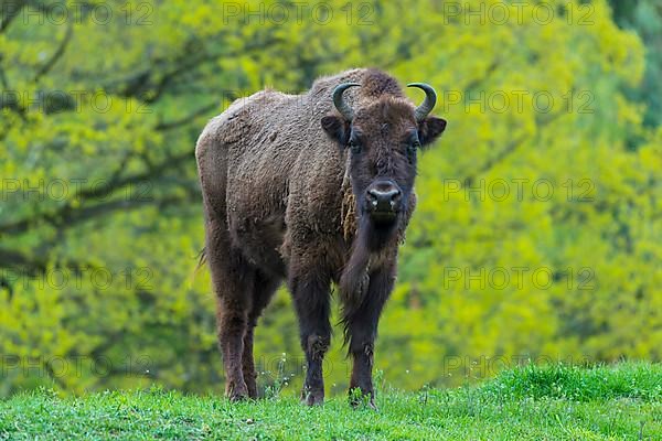 European Bison, - Photo12-imageBROKER-Raimund Linke