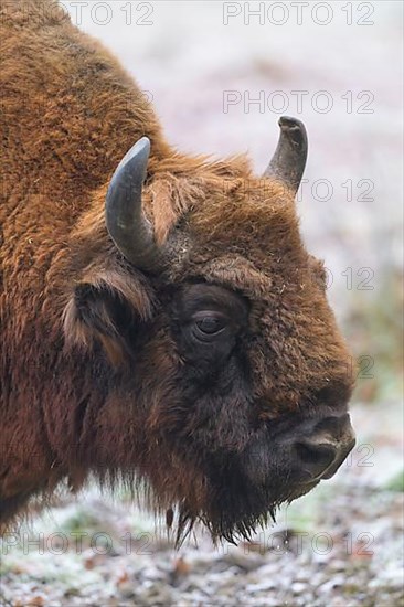 European bison, - Photo12-imageBROKER-Raimund Linke