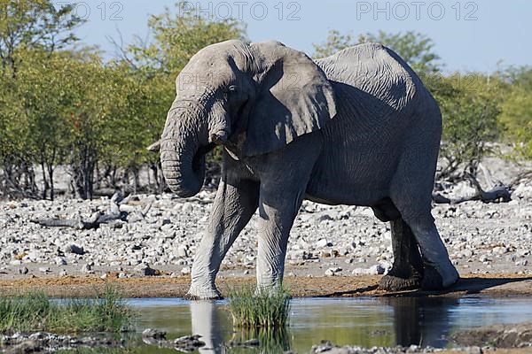 African bush elephant, - Photo12-imageBROKER-Jean-Francois Ducasse