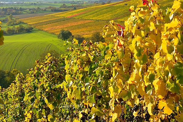BW. near Kuernbach colourful vineyards in autumn - Photo12-imageBROKER ...