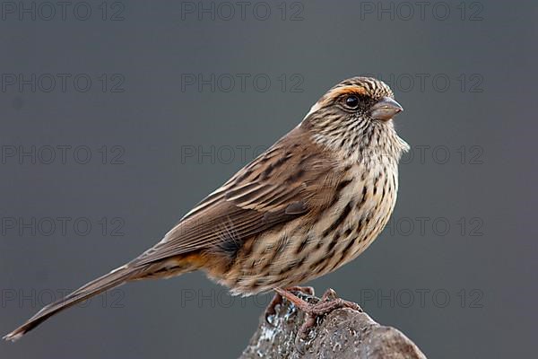 White-browed Rosefinch - Photo12-imageBROKER-John Holmes