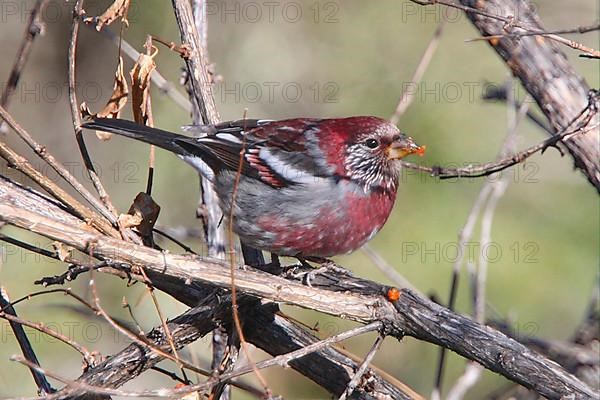 Three-banded Rosefinch - Photo12-imageBROKER-John Holmes