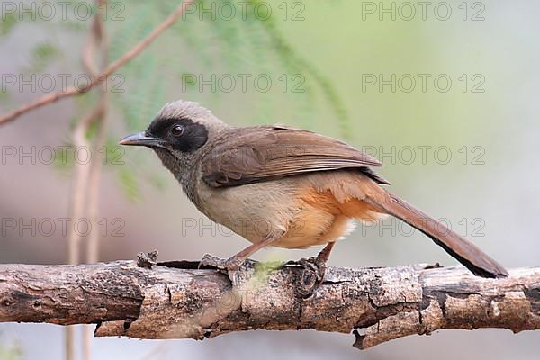 Masked Laughing Thrush - Photo12-imageBROKER-John Holmes