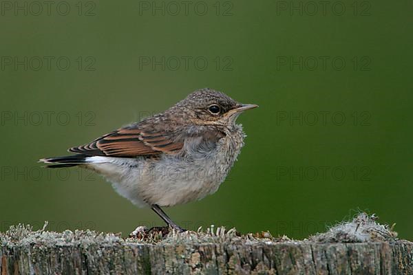 Northern northern wheatear - Photo12-imageBROKER-Robin Chittenden