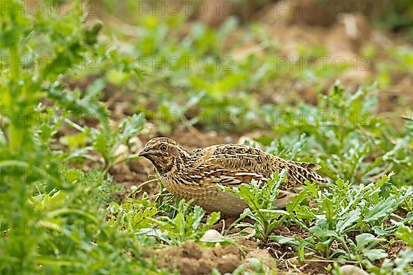 European quail - Photo12-imageBROKER-Tony Hamblin