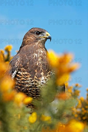 Common Buzzard - Photo12-imageBROKER-Mark Sisson