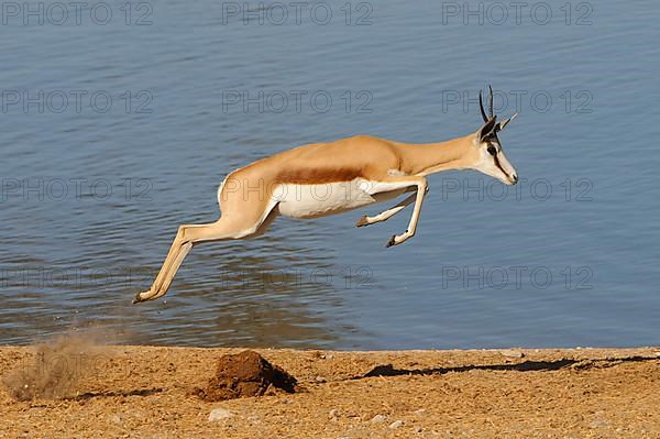 Springbok - Photo12-imageBROKER-Shem Compion