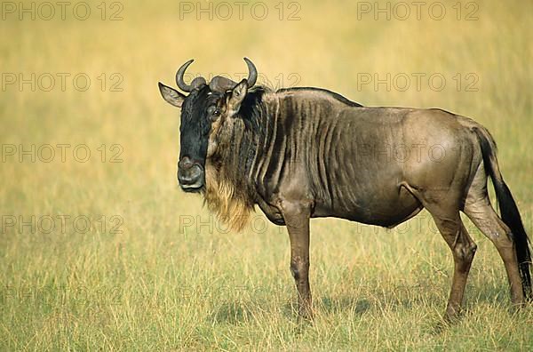 Blue Wildebeest - Photo12-imageBROKER-David Hosking