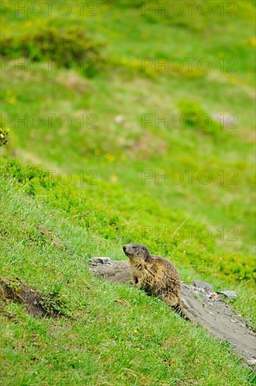 Alpine marmot - Photo12-imageBROKER-Fabio Pupin