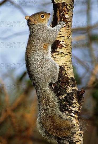 Eastern gray squirrel - Photo12-imageBROKER-Roger Wilmshurst