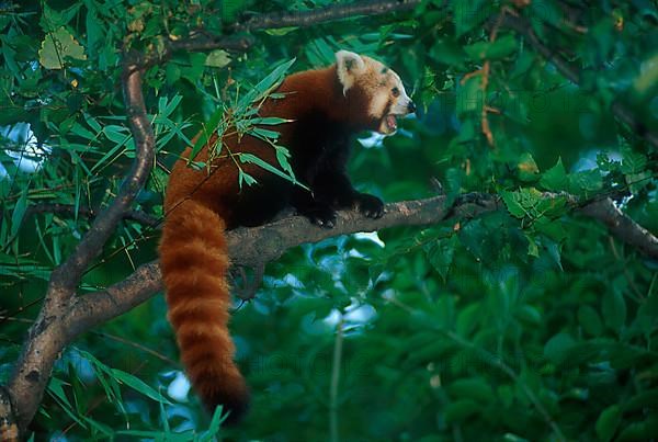 Red or Lesser Panda - Photo12-imageBROKER-Terry Whittaker