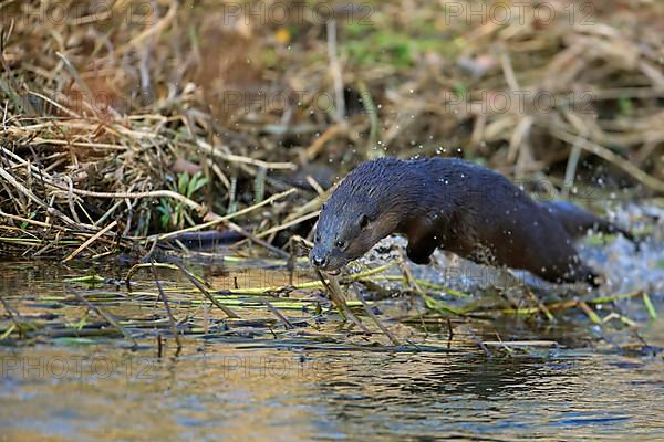 European Otter - Photo12-imageBROKER-Robin Chittenden
