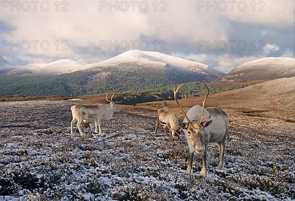 Adult reindeer - Photo12-imageBROKER-David Tipling